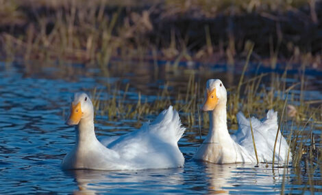 Build a Pond – Mother Earth News